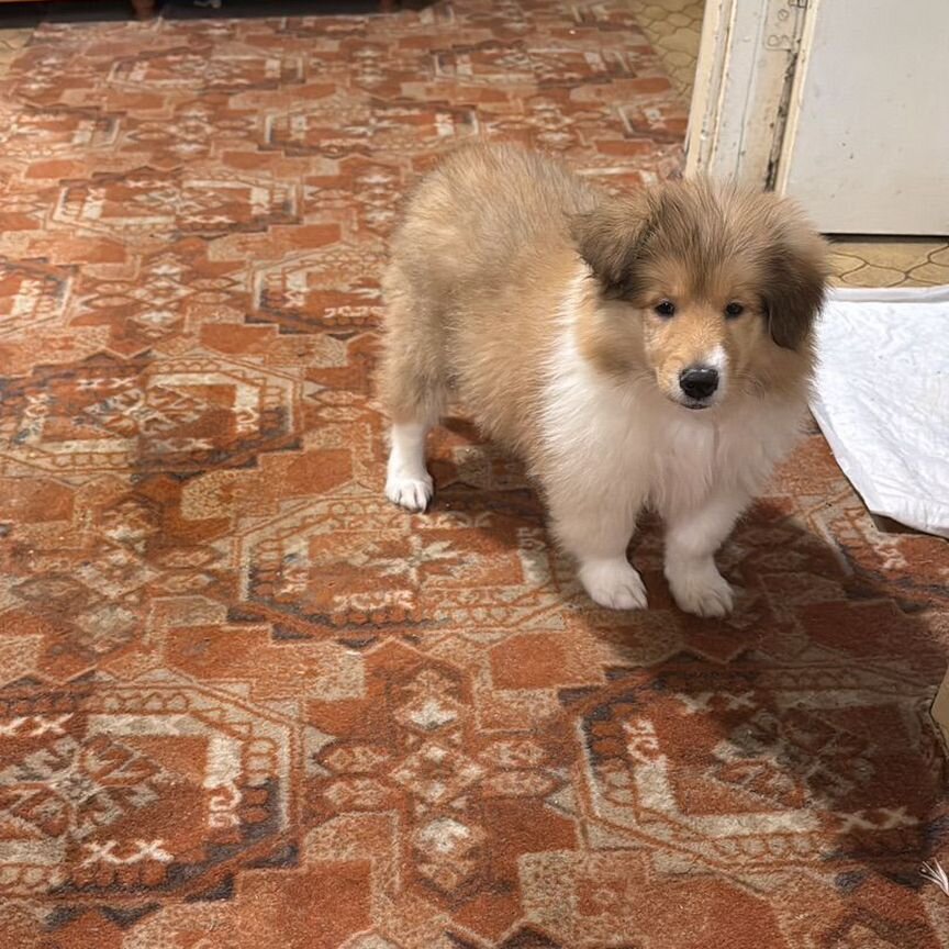 Щенки колли