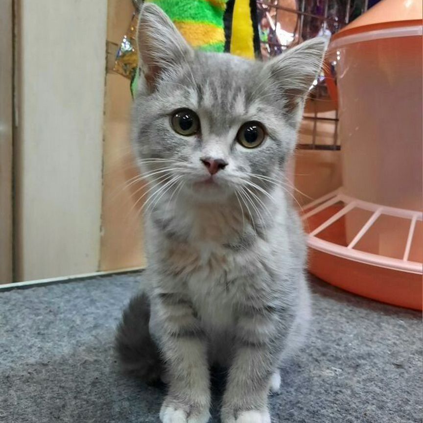 Котёнок в поиске семьи (девочка, 3,5мес.)