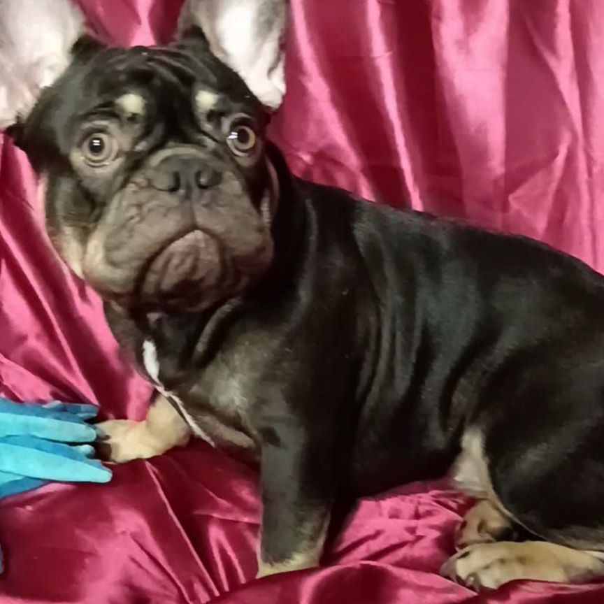 Очаровательная француженка