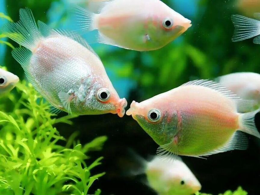 Гурами целующийся. Аквариумная рыбка