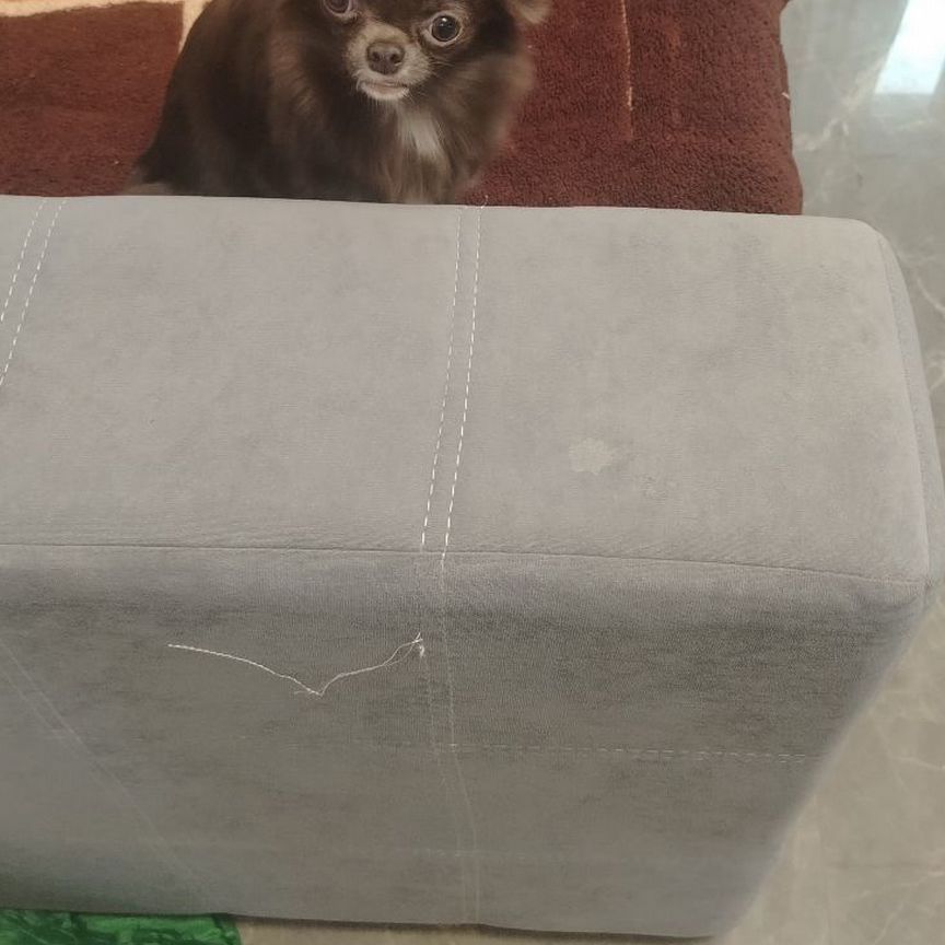 Чихуахуа, щенок