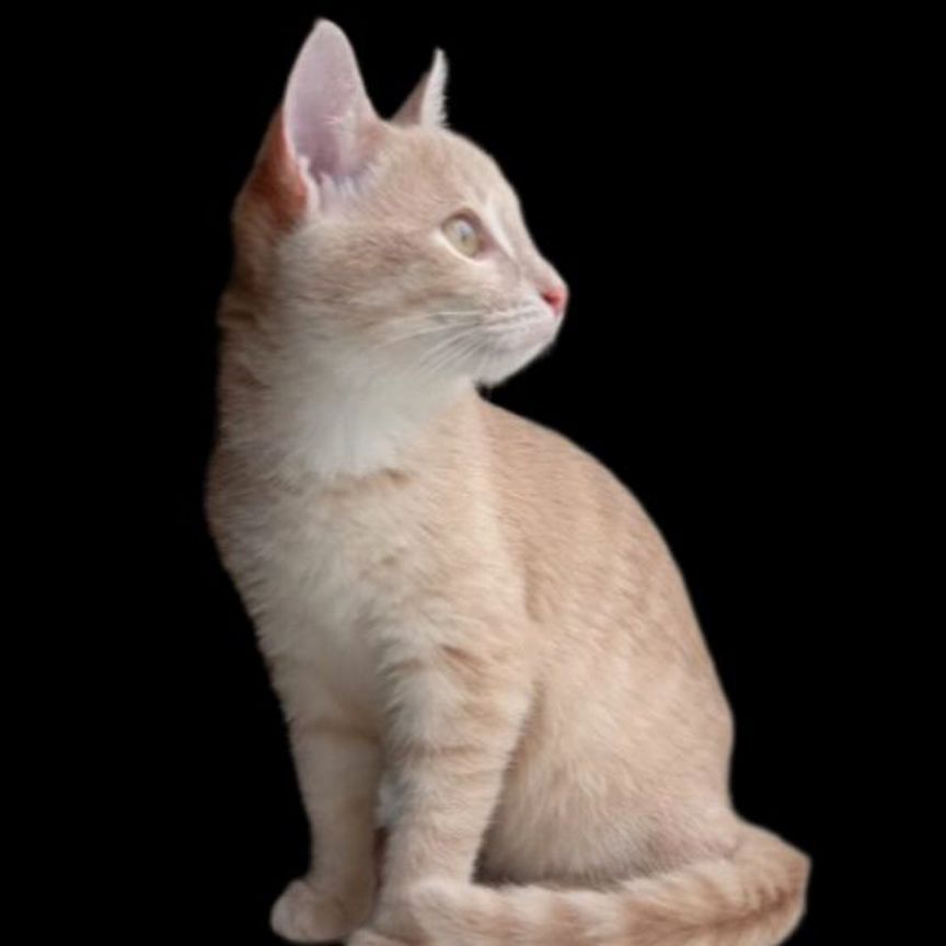 Мальчик Персик 4 месяца в добрые руки