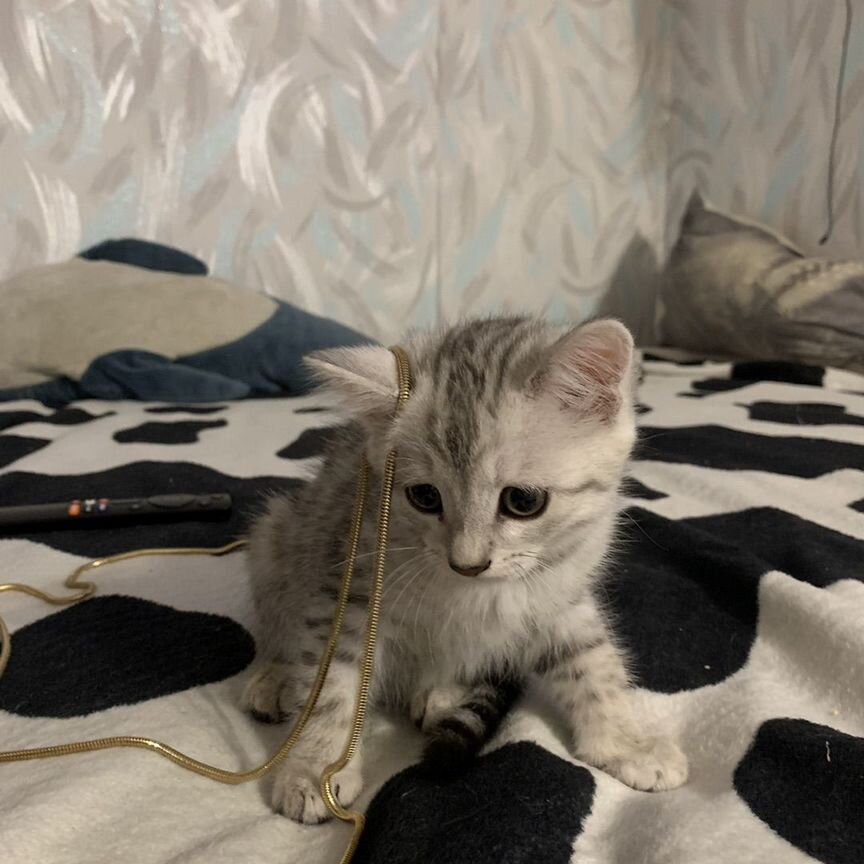 Британская кошка