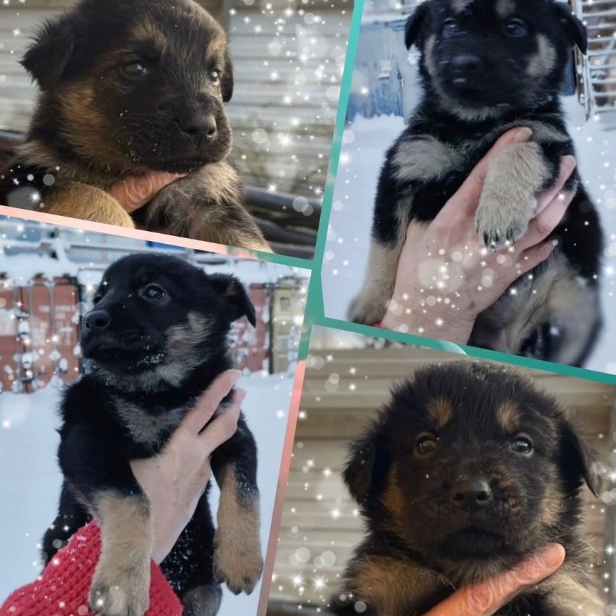 Щенок в добрые руки