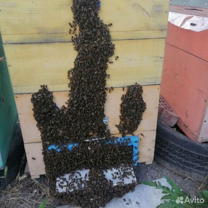 Продам пчелосемьи