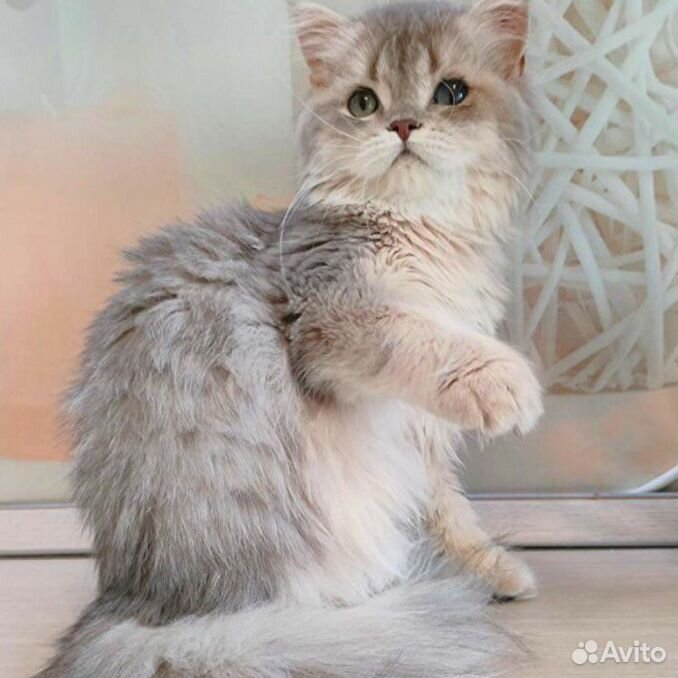Британский длинношерстный котенок