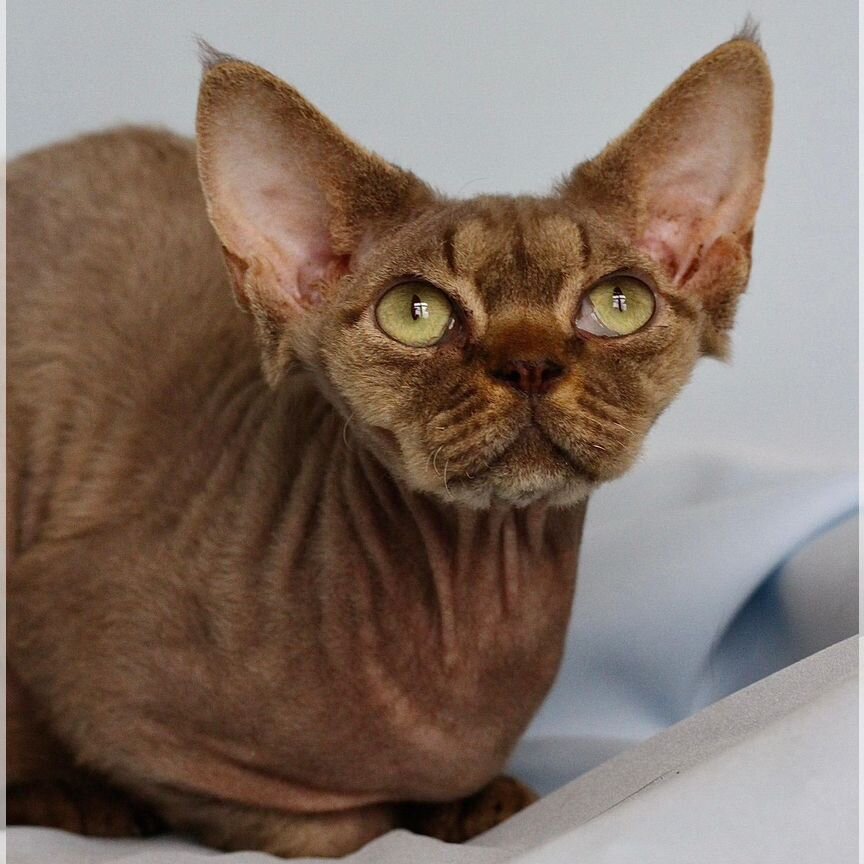 Девон-рекс котёнок