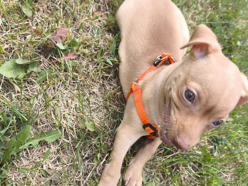 Русский той-терьер щенок