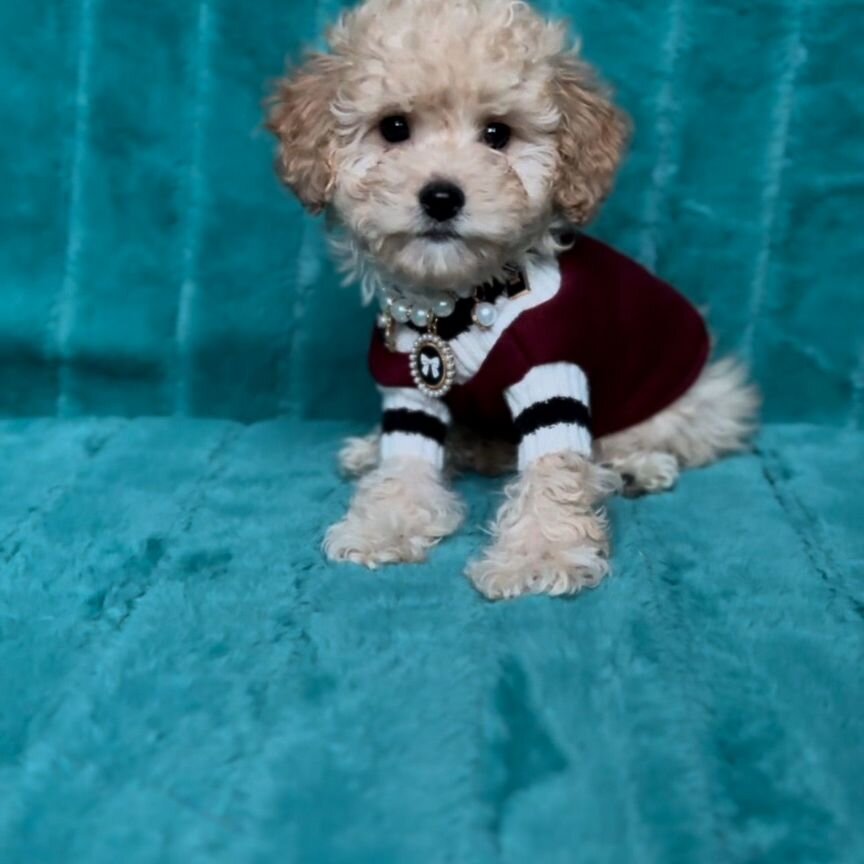 Мальтипу, щенок