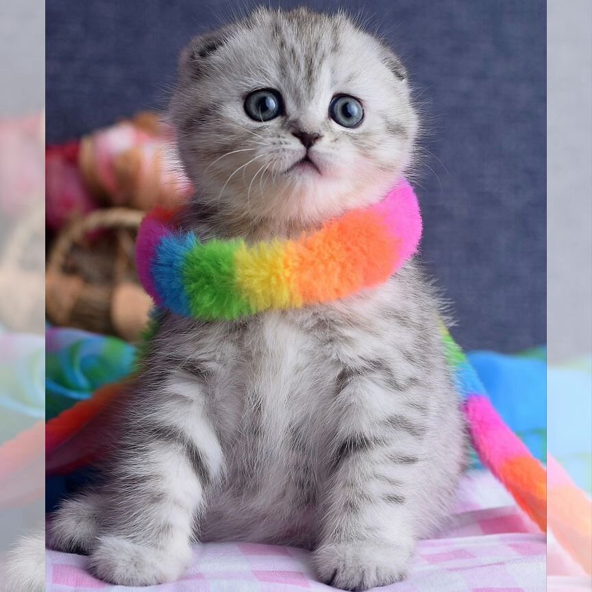 Шотландский вислоухий короткошёрстный котёнок
