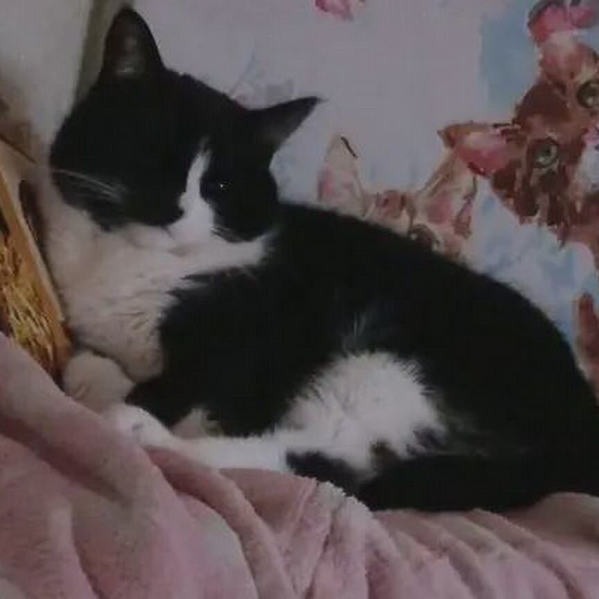 Взрослая, Девочка кошка в добрые руки