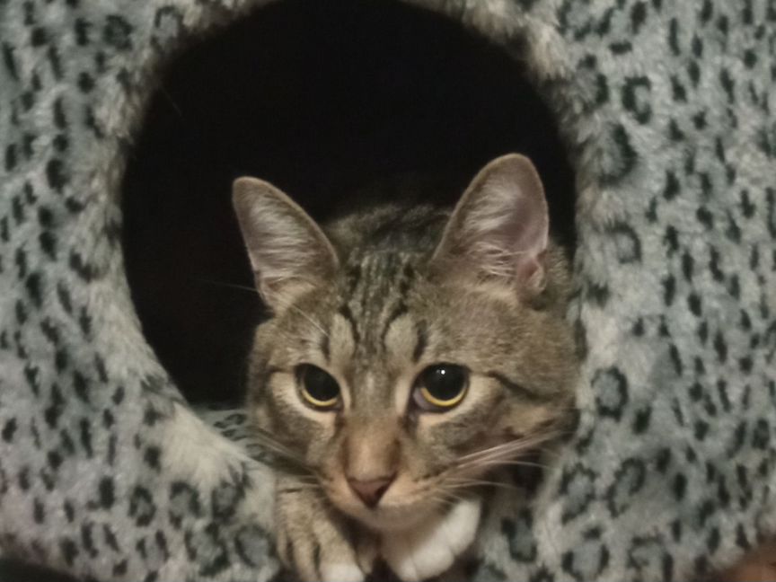 Кот, нужна помощь