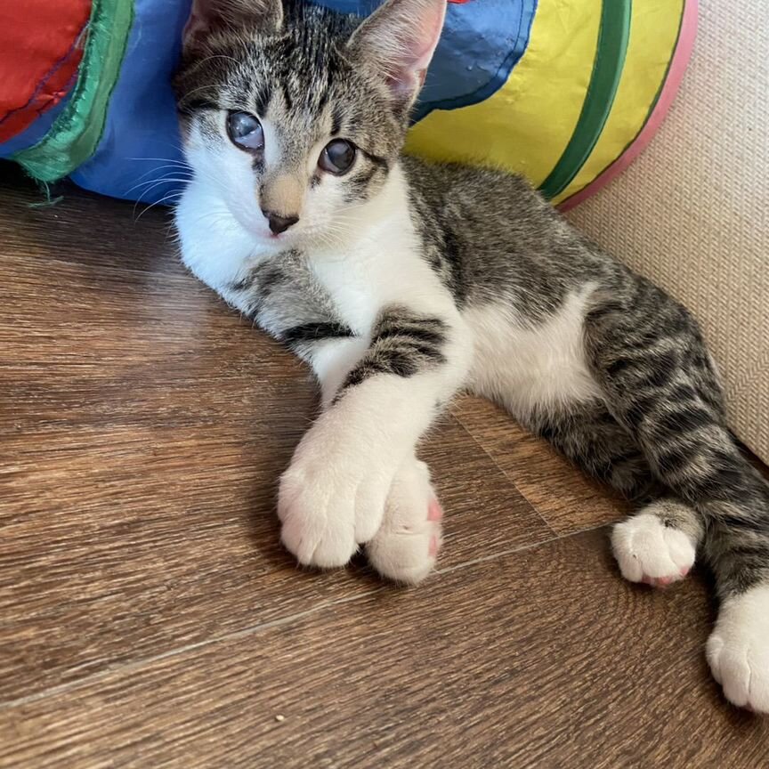 Котенок в добрые руки