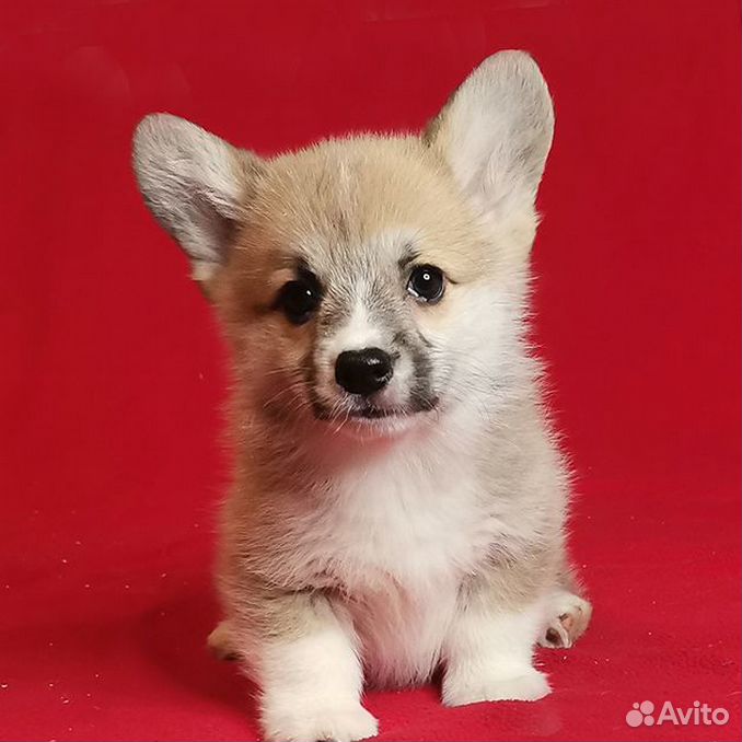 Вельш Корги Пемброк. Мальчик -2 мес