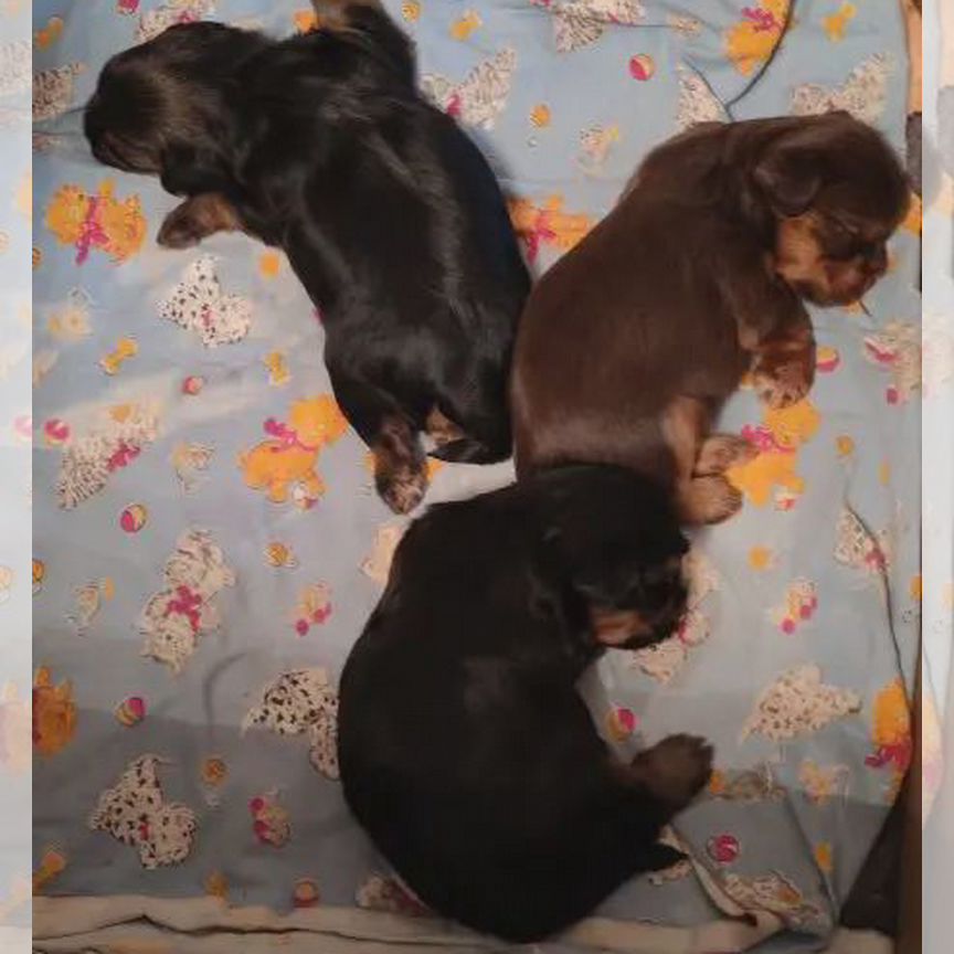 Йоркширский терьер, щенок