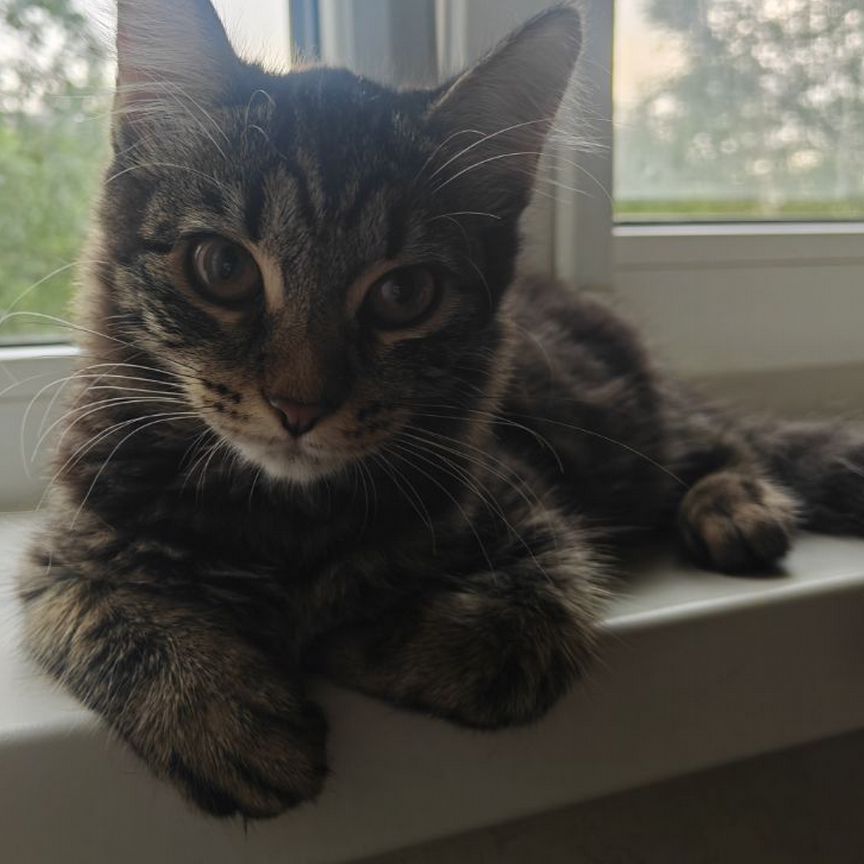 Тайский котёнок