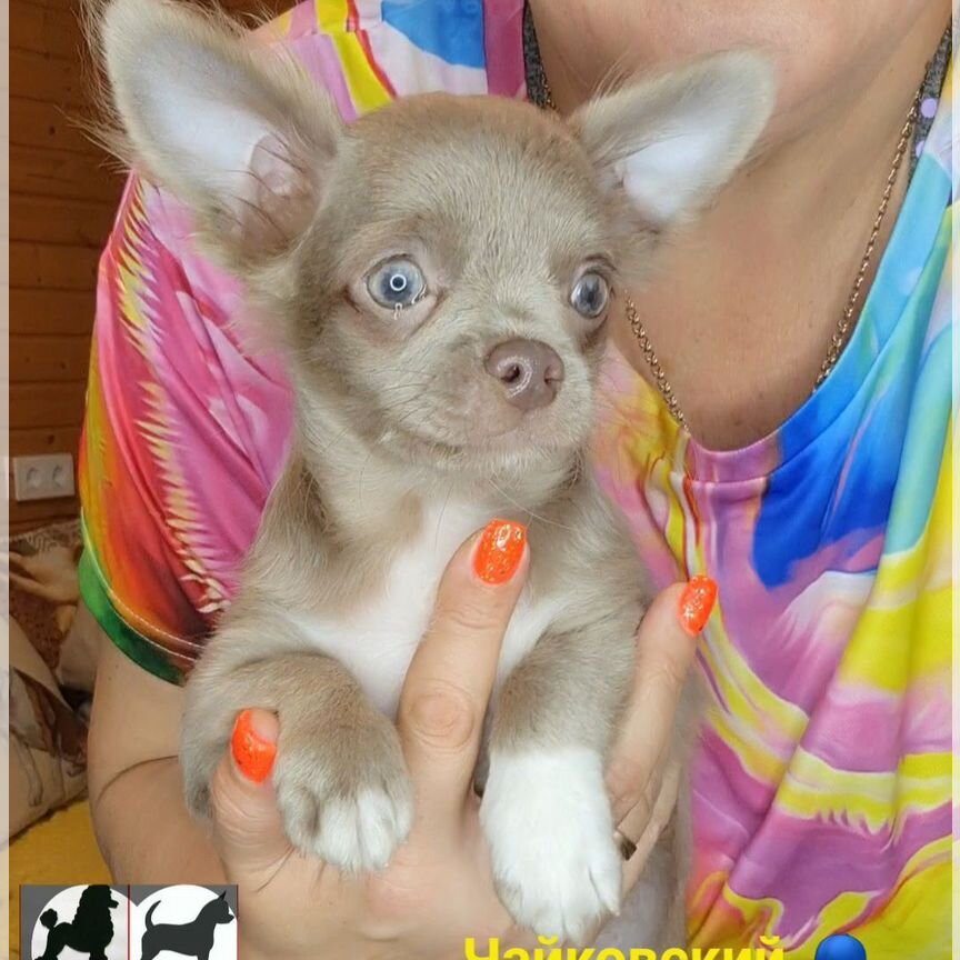 Чихуахуа лиловый длинношерстный Чайковский