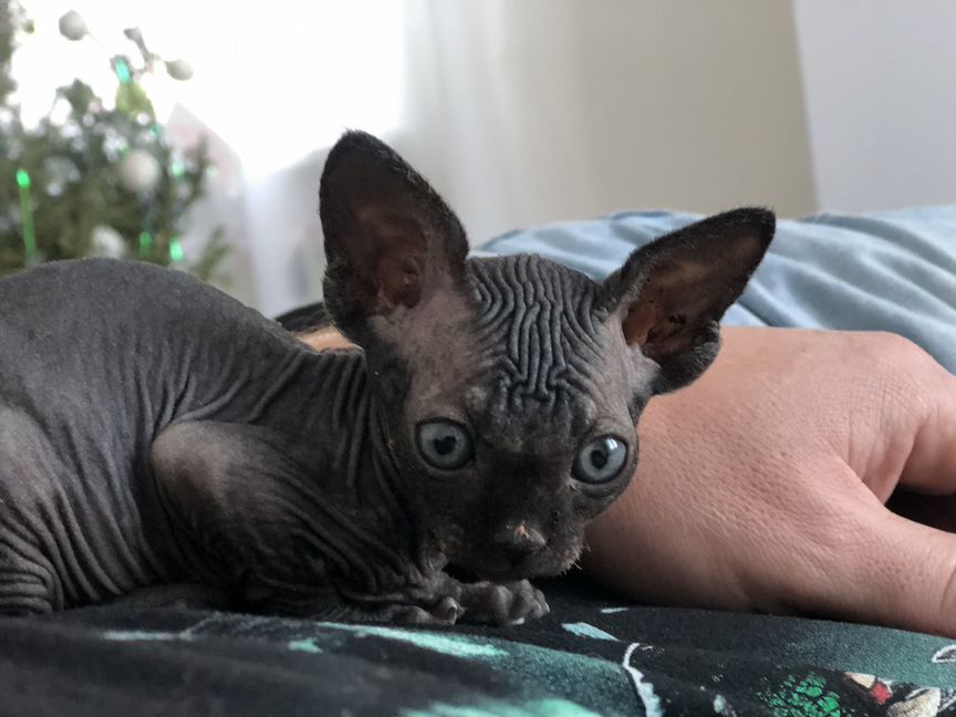 Канадский сфинкс котенок девочка