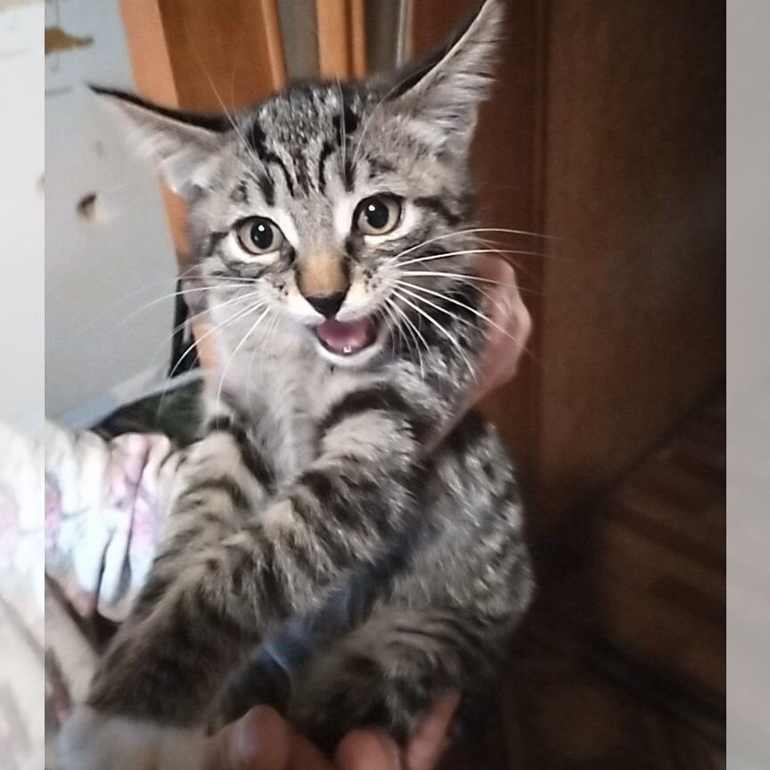 Отдам котят в добрые хорошие руки
