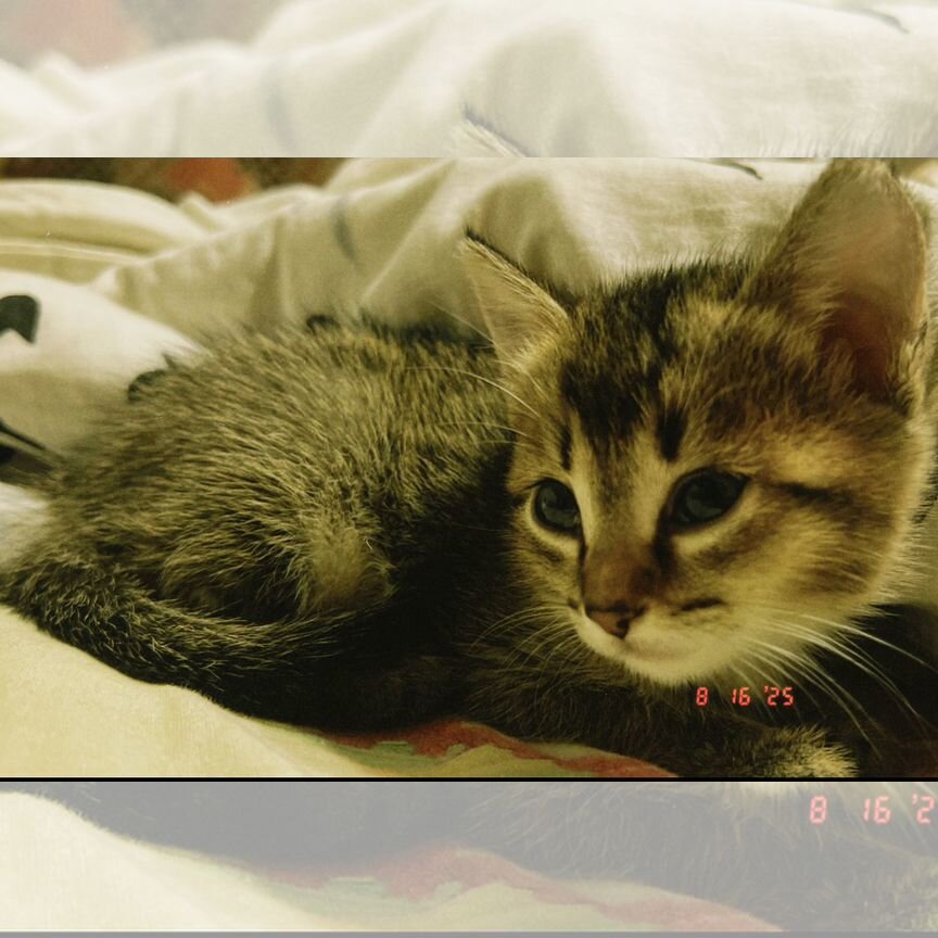 Котята в добрые руки бесплатно приучены к лотку