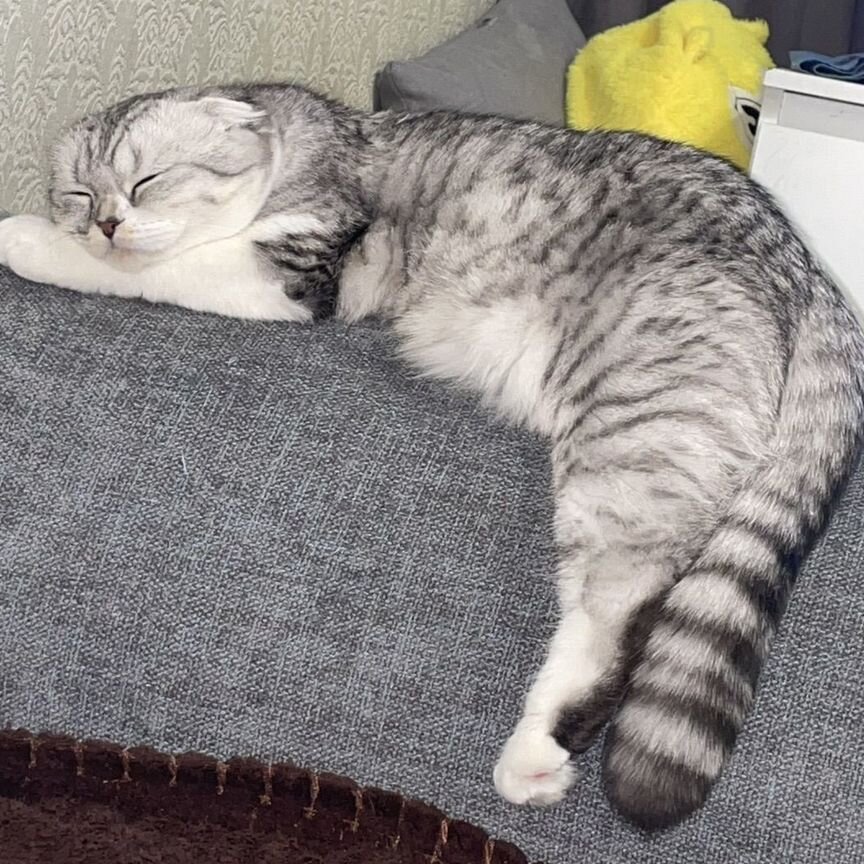 Кошка на вязку