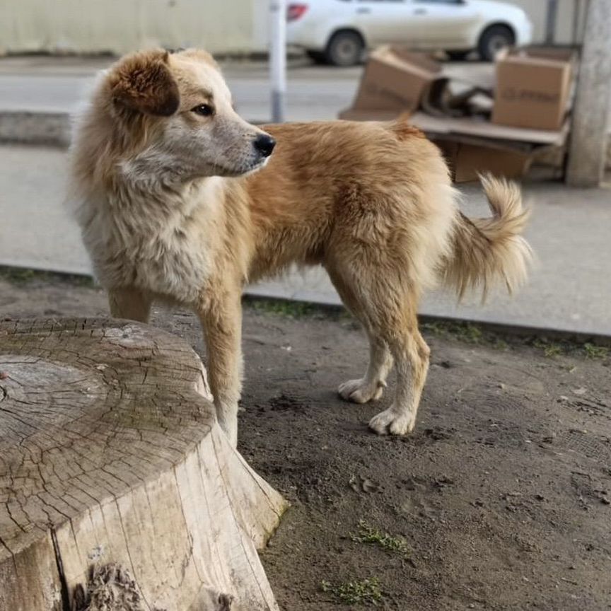 Тишка ищет дом