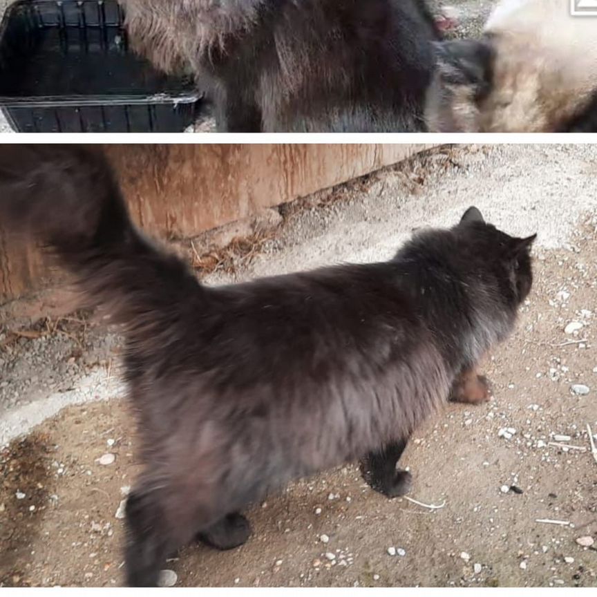 Пушистый кот в дар