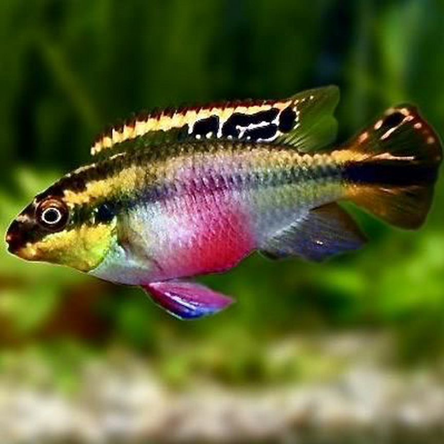 Пельвикахромис