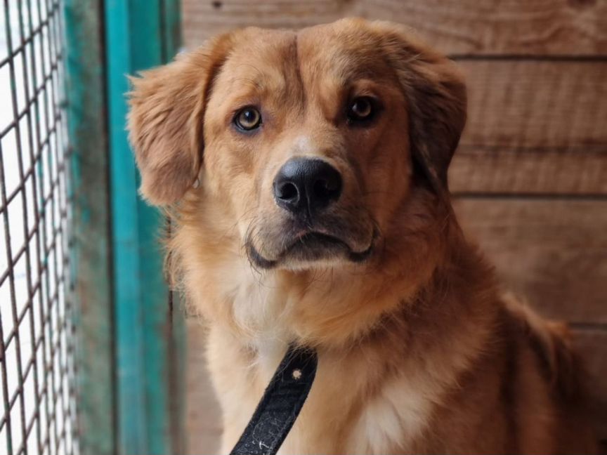 Пес Джаз ищет дом