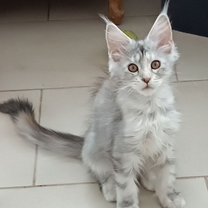 Котята мейн-кун