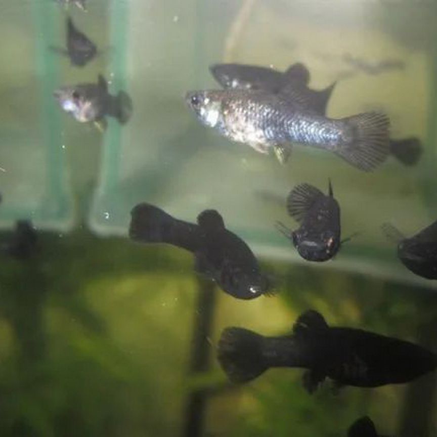 Малинезии - подростки