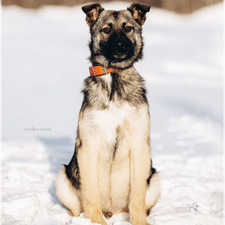 Щенок в добрые руки