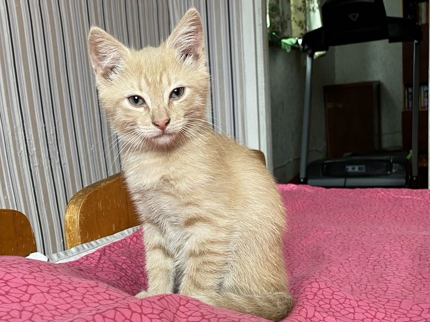 Персиковый котенок мальчик в добрые руки бесплатно