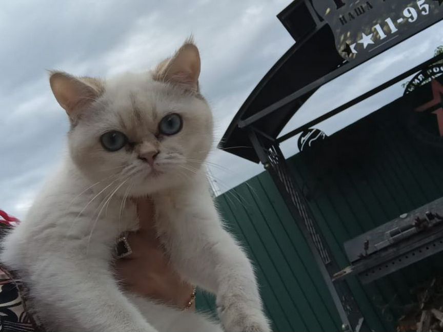 Шотландики