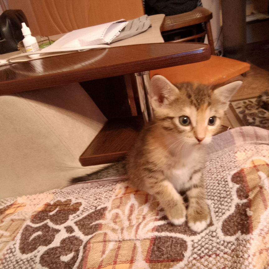 Дарю котенка