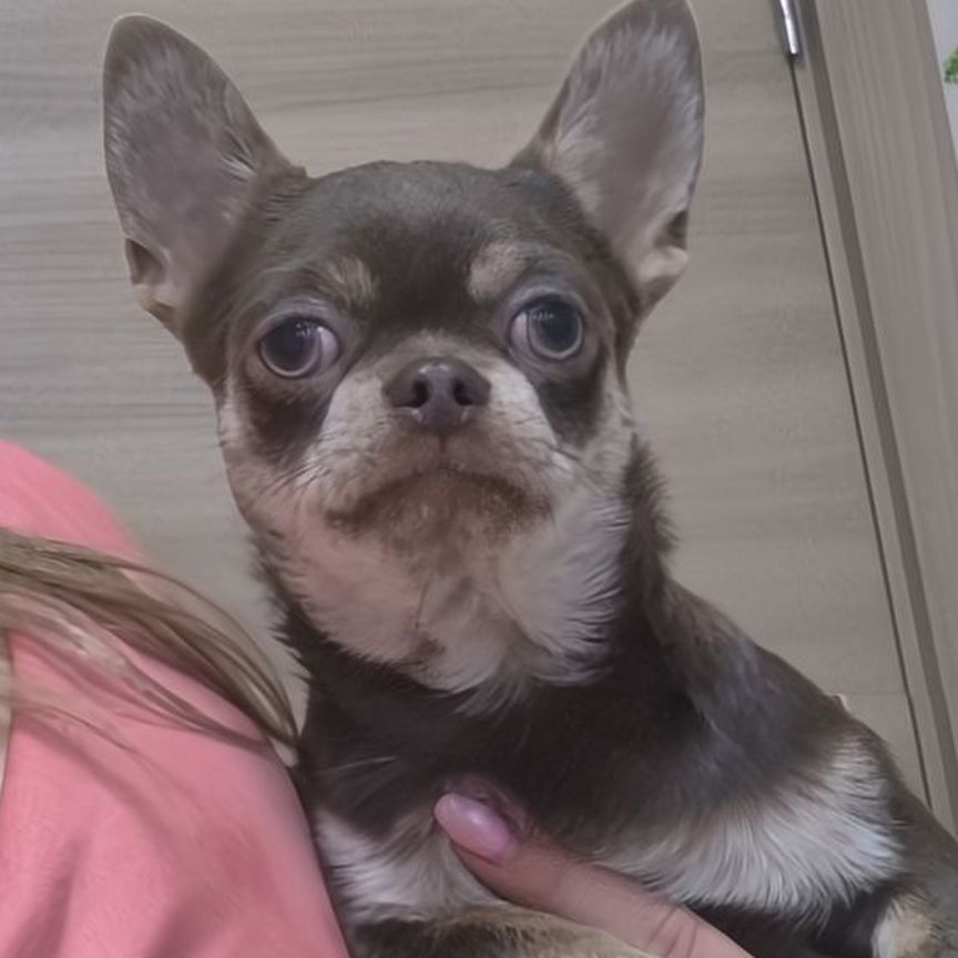 Чихуахуа, щенок