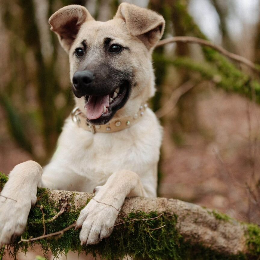 Щенок Адель