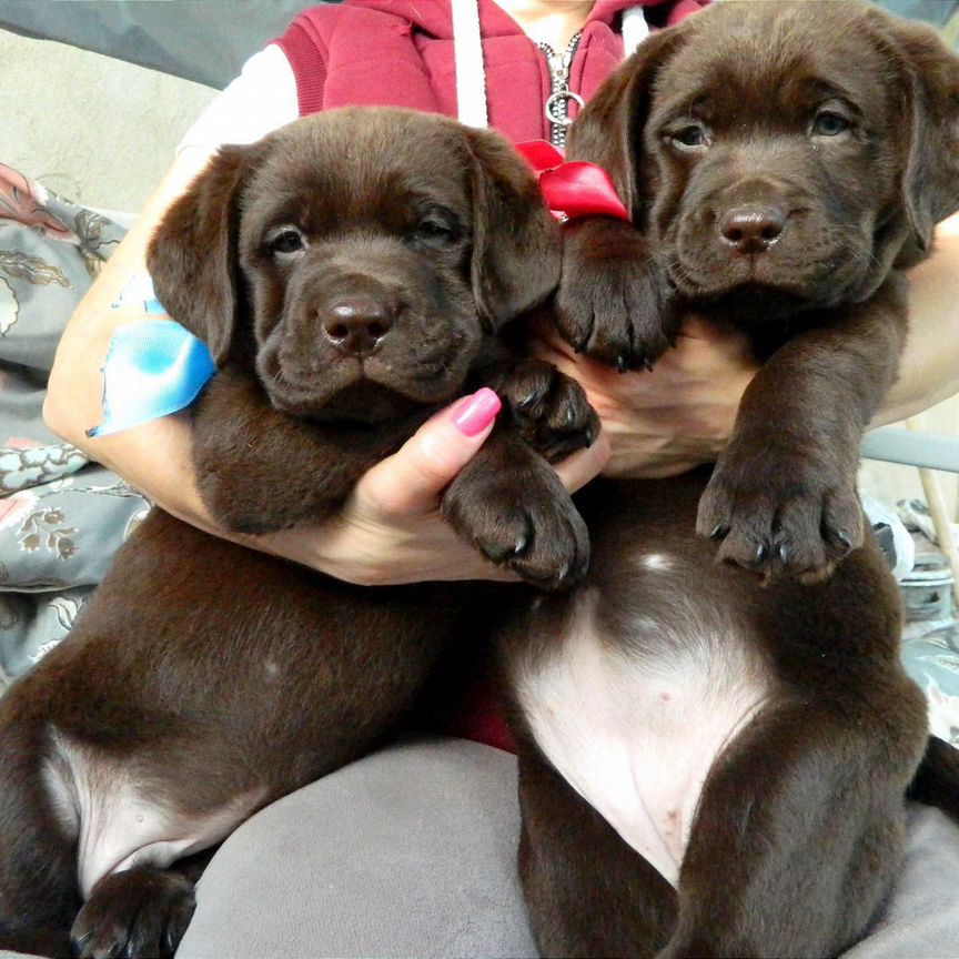 Щенки лабрадора шоколадные
