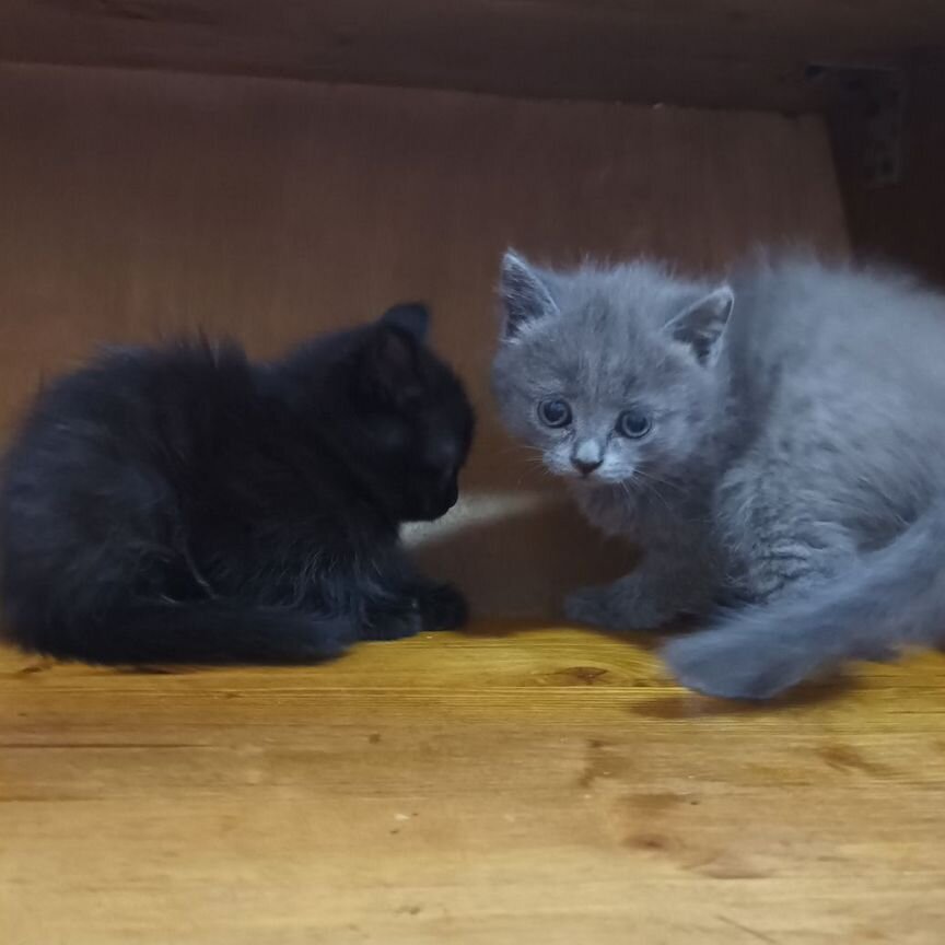 Британские котята