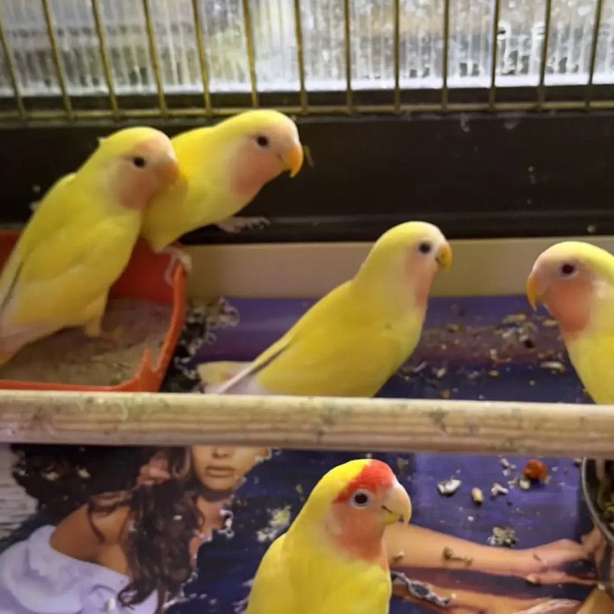 Попугай неразлучник