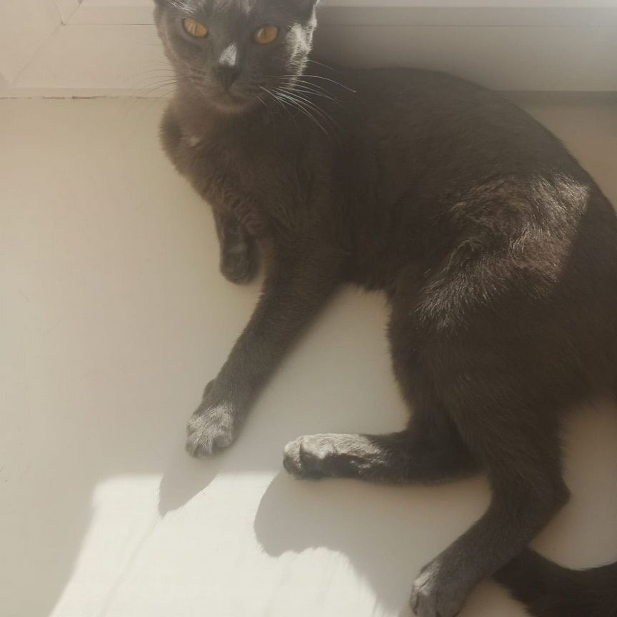 Кошка
