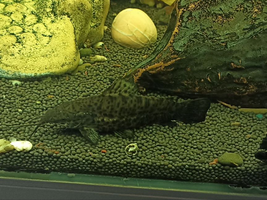 Аквариумные рыбы