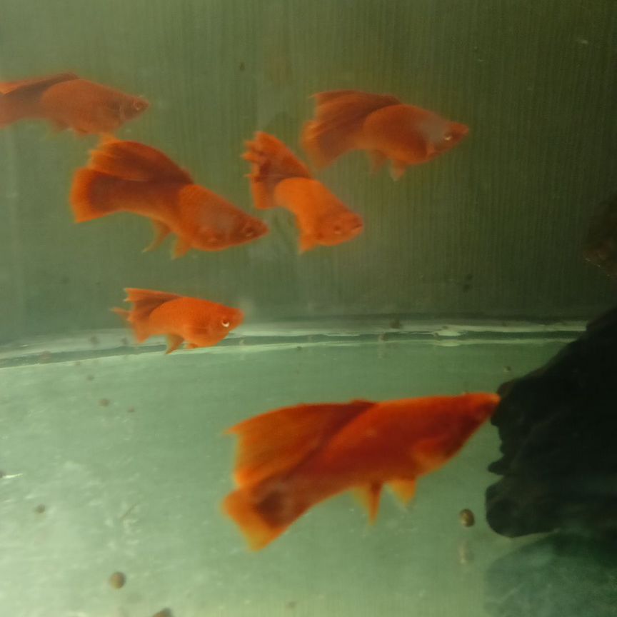 Рубиновые меченосцы