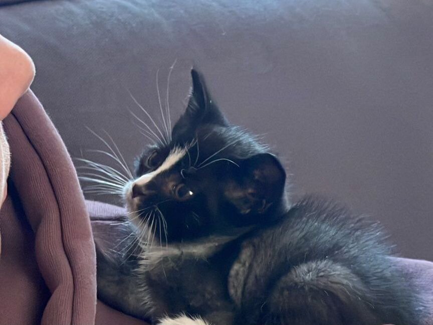 Дымчатый котенок