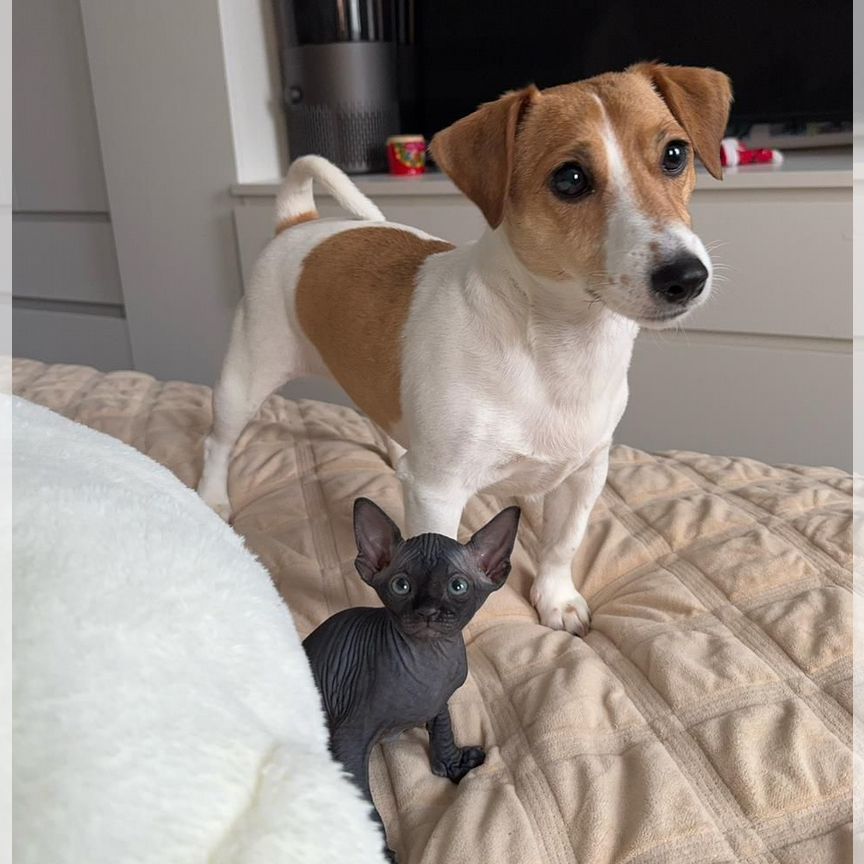 Канадский сфинкс котёнок