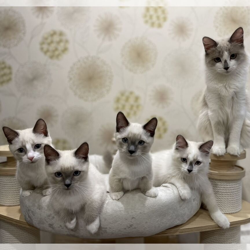 Котята манчкин