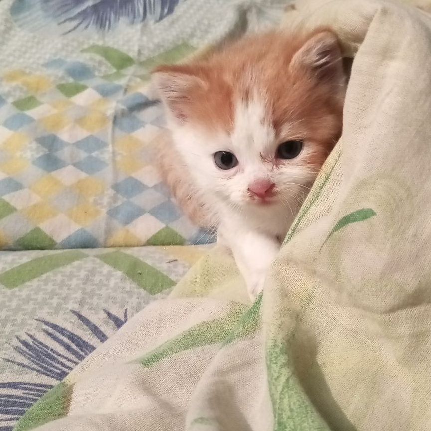 Ищу заботливые руки для малышки кошечки рыжей