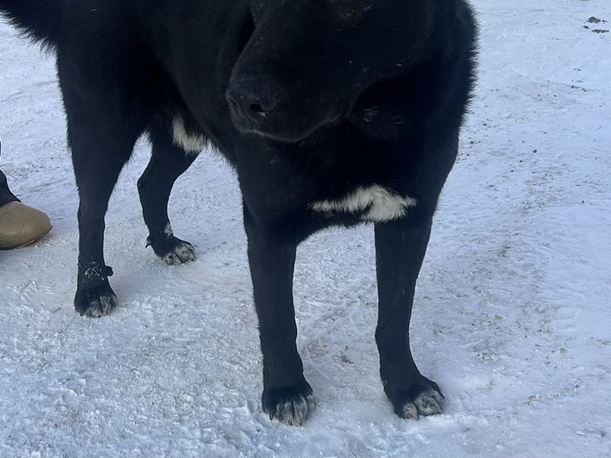 Собака в добрые руки