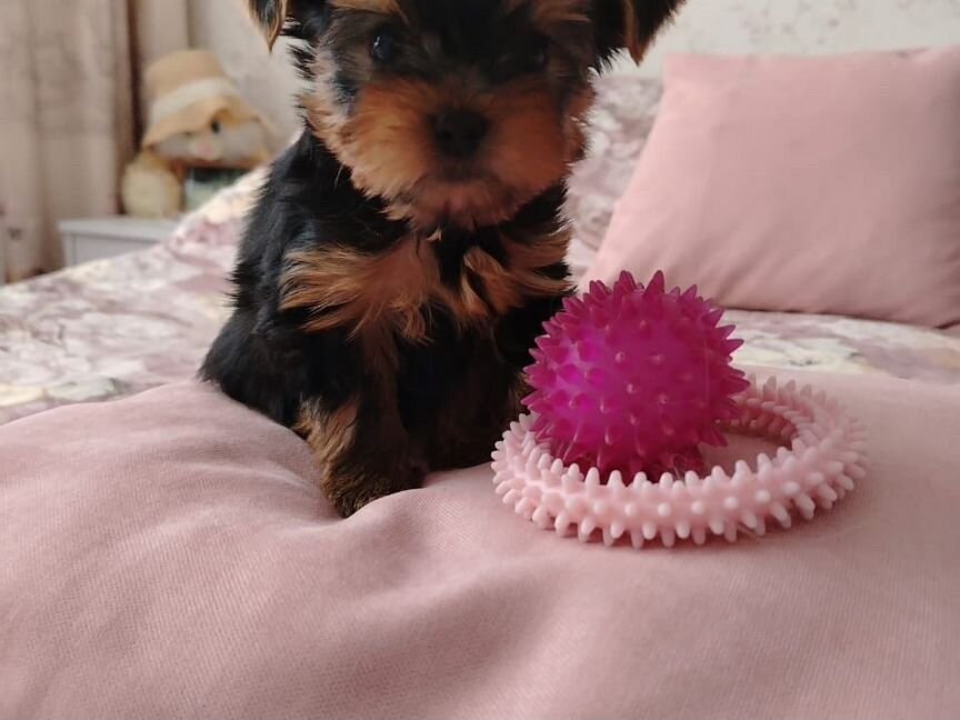 Йоркширский терьер