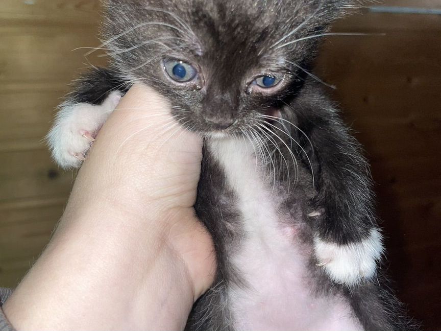 Животное,котенок